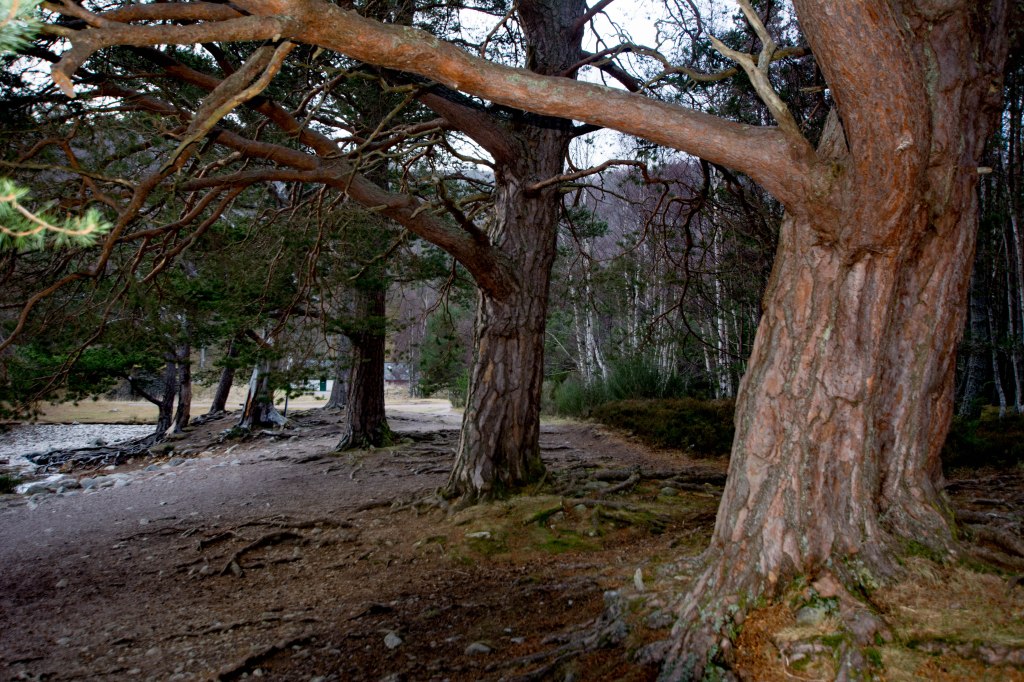 A Hike to Lochan Uaine (the Green Lochan)